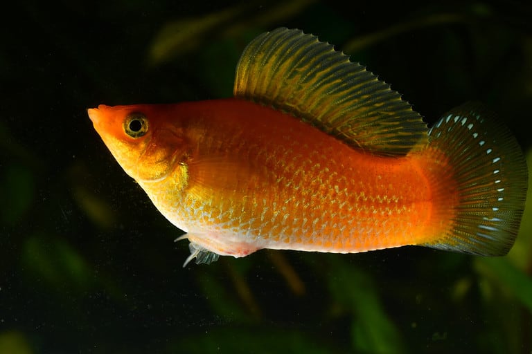 Molly Fish Lifespan: How Long Do Mollies Live? - A-Z Animals