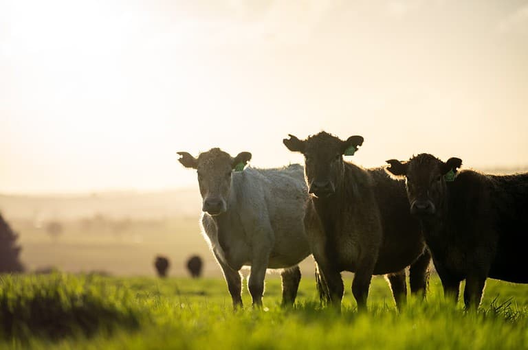 The Pasture BFFs: Why Cows Get Stressed When Separated from Their ...
