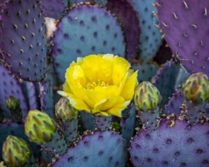 5 Types of Purple Cacti - A-Z Animals