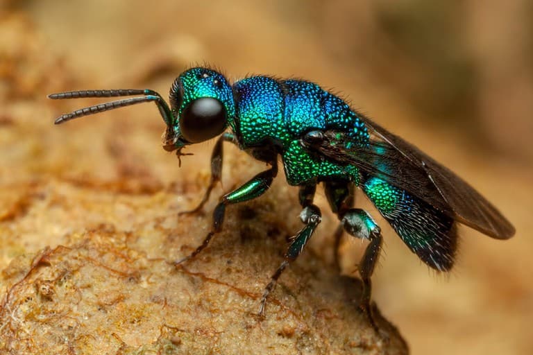 A Look at 10 Types of Wasps and Their Roles in the Ecosystem - A-Z Animals