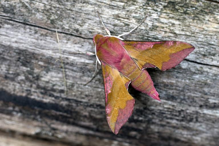 25 Cute Pink Animals (Complete List from Land to Sea) - A-Z Animals