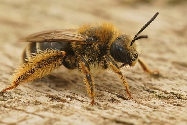 Do Bees Sleep in Flowers? Where Do They Go at Night? - A-Z Animals