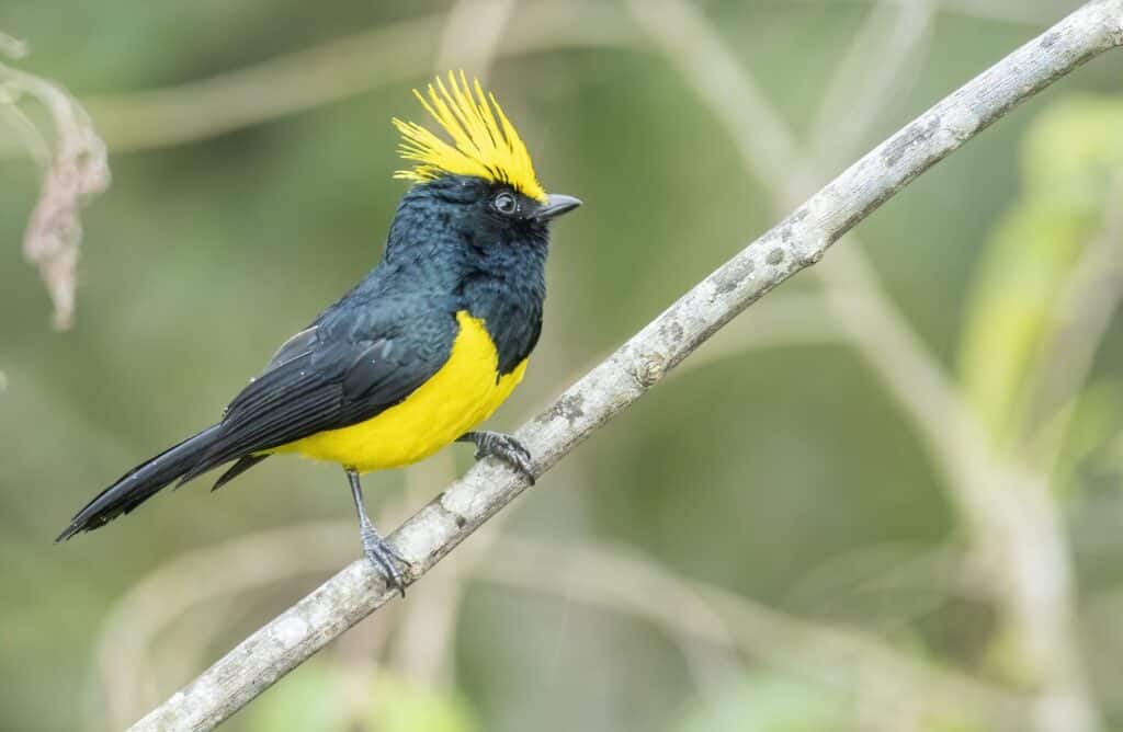 Discover The Many Types of Tit Birds and Their Unique Traits - A-Z Animals