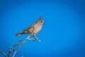 Discover The Many Types of Tit Birds and Their Unique Traits - A-Z Animals