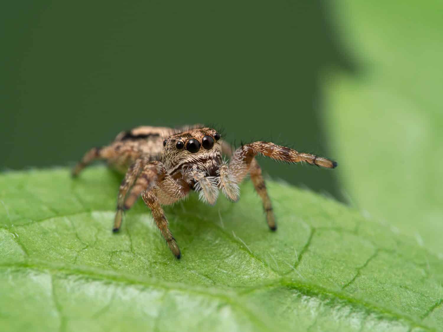 Male vs. Female Jumping Spiders: How to Spot the Differences - A-Z Animals