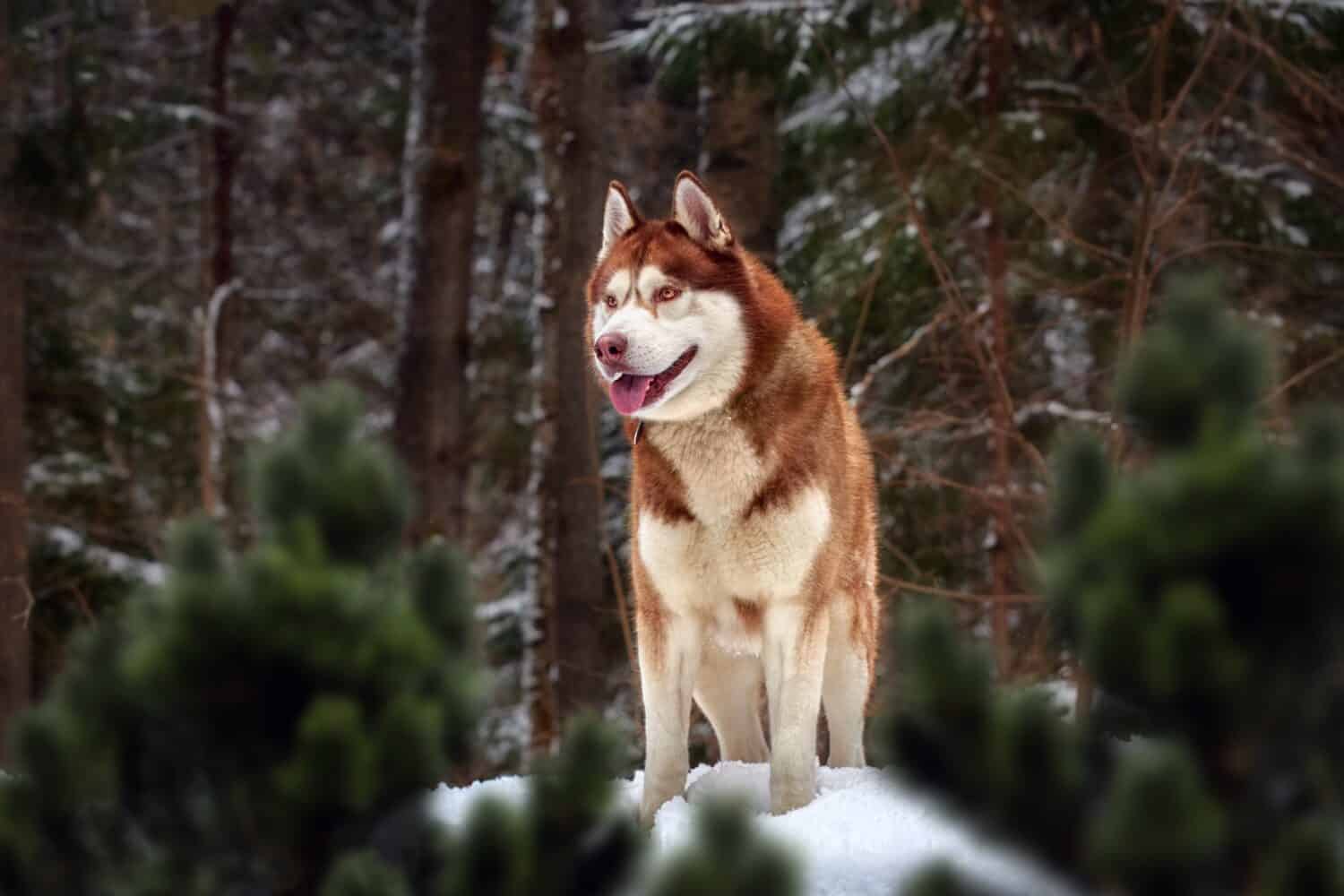 How Smart Are Huskies? Everything We Know About Their Intelligence - A ...