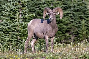 Everything You Need to Know About Animals in Sequoia National Park - A ...