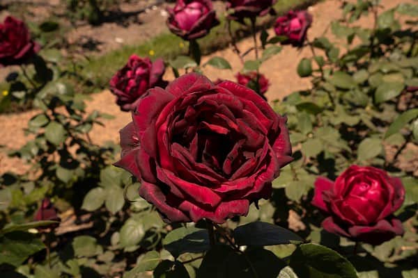 Roses In West Virginia: What Roses Grow Best, Stunning Rose Gardens ...