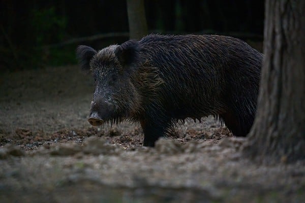 Wild Hogs in Florida: How Many Are There and Where Do They Live? - A-Z ...