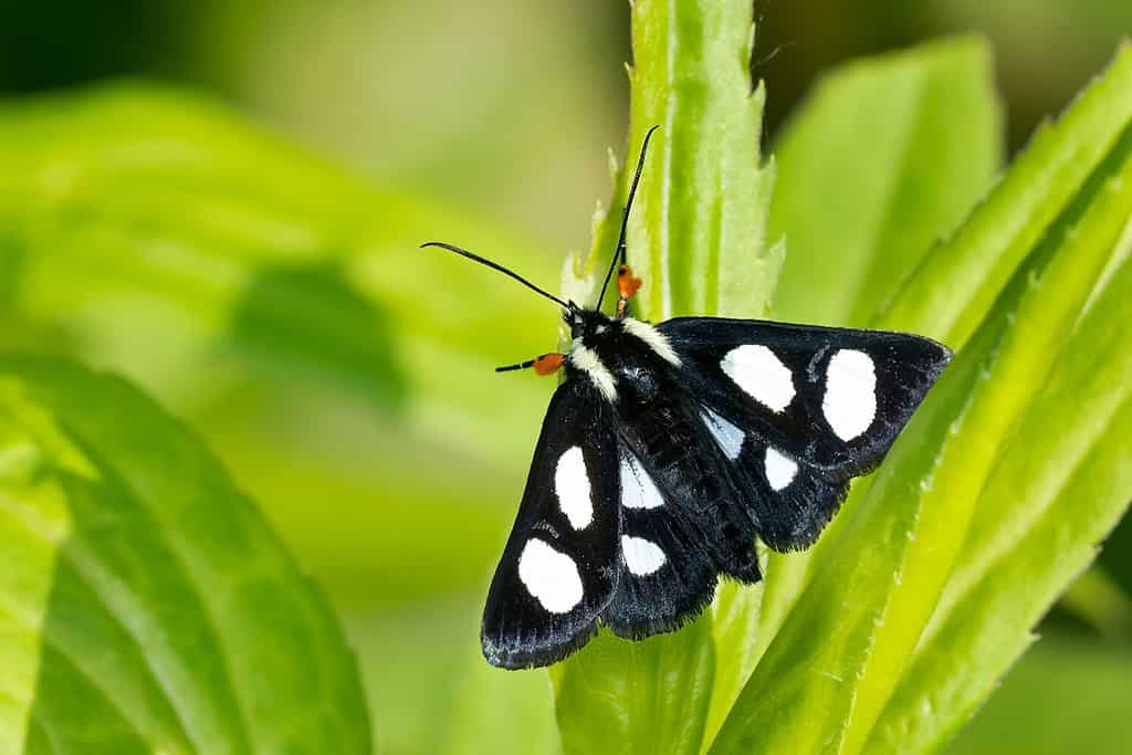 Black and White Moth: What Kind Is It? - A-Z Animals