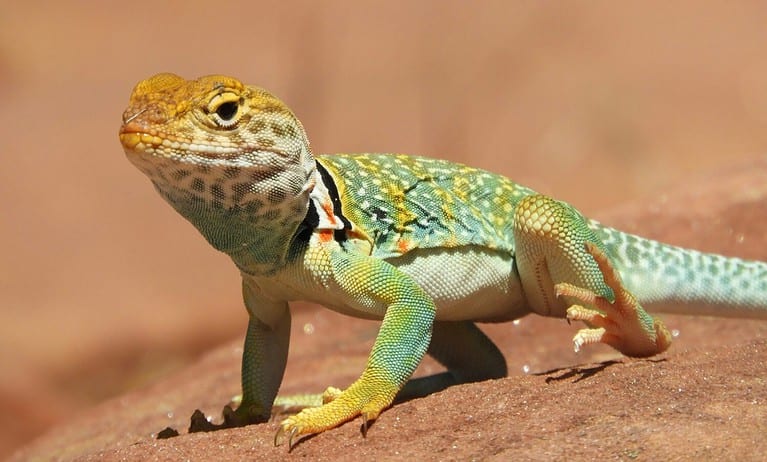 Discover the Many Colors Of Lizards (Rarest to Most Common) - A-Z Animals