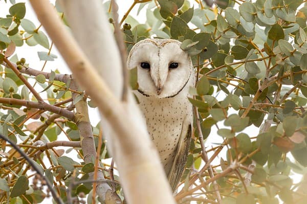 Discover 10 Predators That Hunt and Eat Rats - A-Z Animals