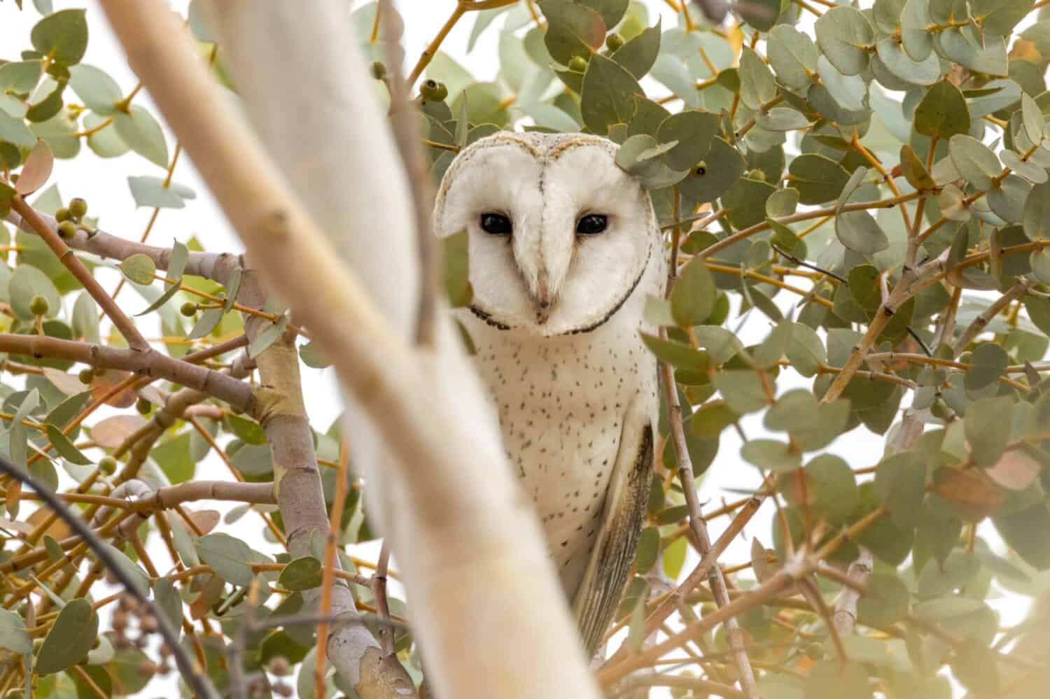 Discover 10 Predators That Hunt and Eat Rats - A-Z Animals