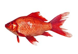 18 Types of Trophy Fish Found in the Gulf of Mexico Ranked by Size - A ...