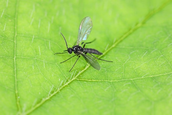 Why Do I Have So Many Gnats In My House? Causes and Remedies - A-Z Animals