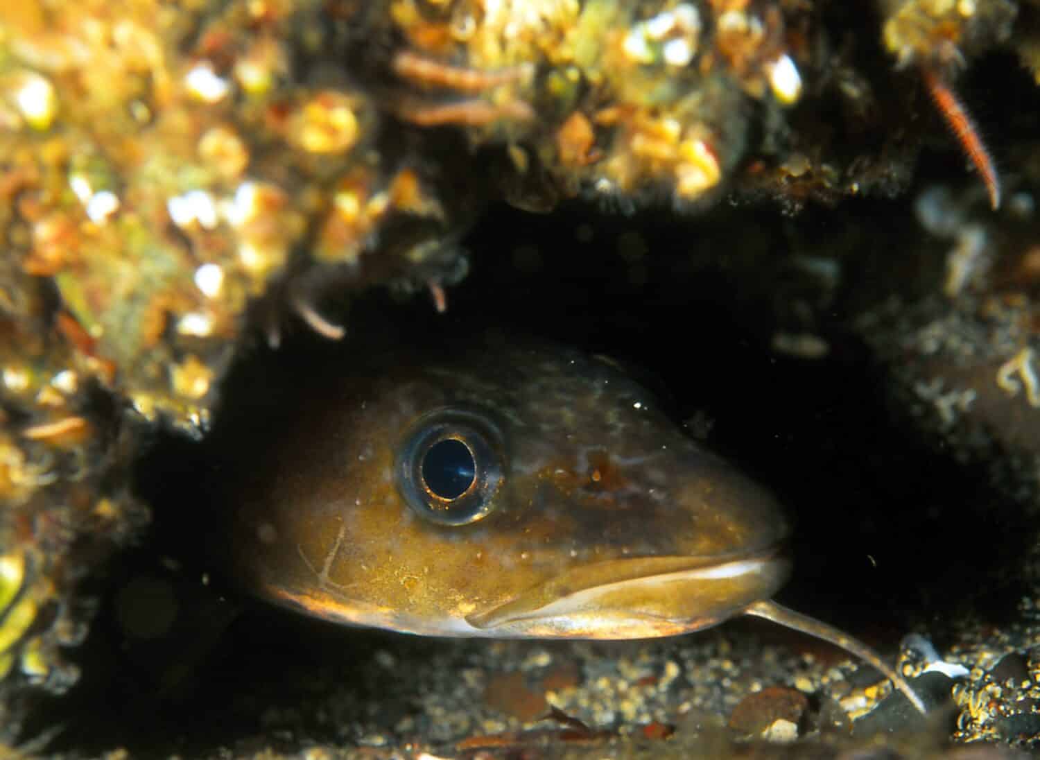 14 Types of Cod Fish Ranked by Size - A-Z Animals