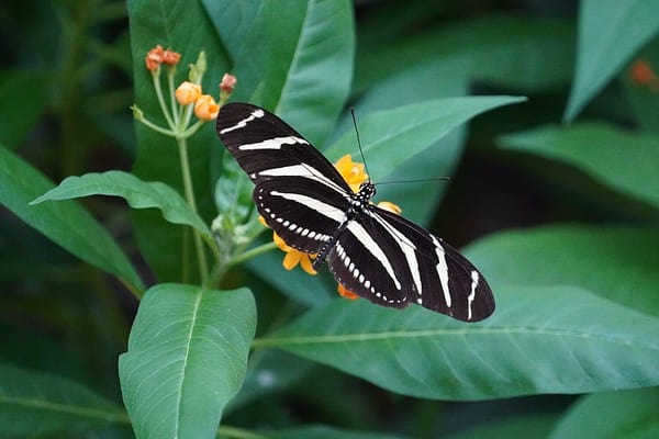 Black and White Butterfly: 20 Types and Pictures! - A-Z Animals