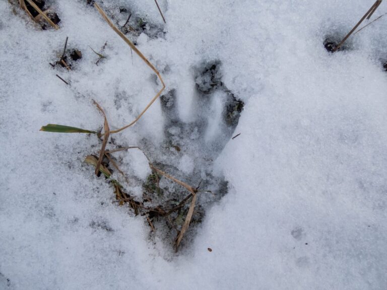 Beaver Tracks: Identification Guide for Snow, Mud, and More - A-Z Animals