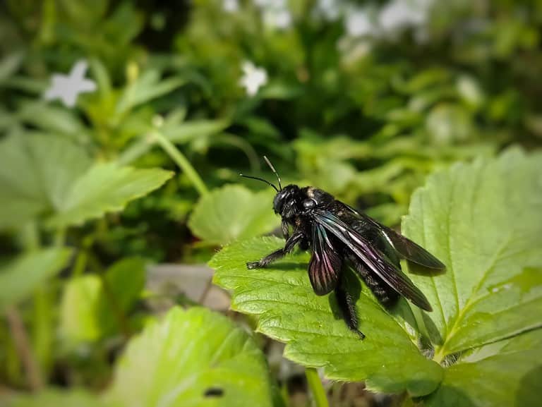 Discover 14 Bees in Tennessee: Ranked by Most Painful Sting - A-Z Animals