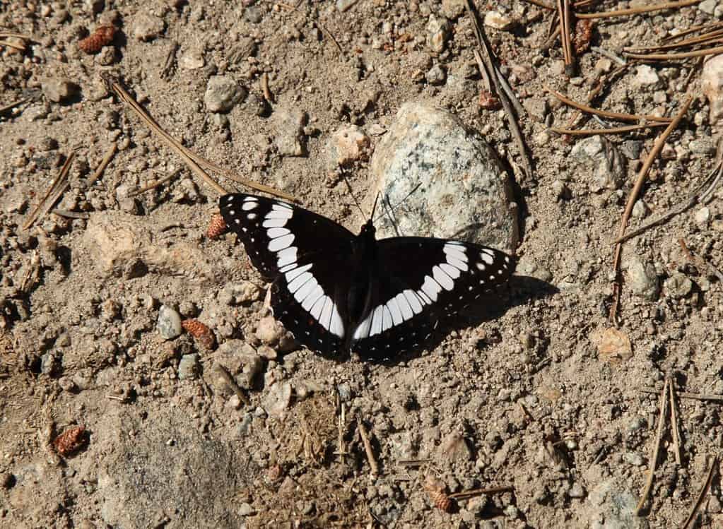 Bướm đen và trắng: 20 loại và hình ảnh! ⋆ Cá cảnh mini