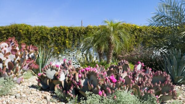 Discover 21 Plants Perfect for Drought-Tolerant Xeriscapes - A-Z Animals