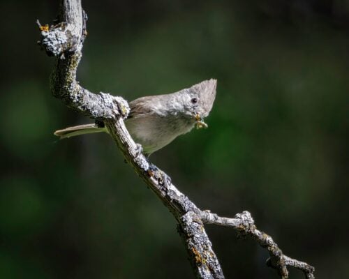 Discover The Many Types of Tit Birds and Their Unique Traits - A-Z Animals