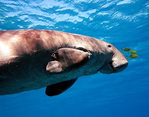 10 Notable Facts About Dugongs - A-Z Animals