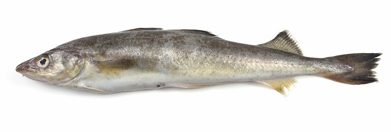 14 Types of Cod Fish Ranked by Size - A-Z Animals