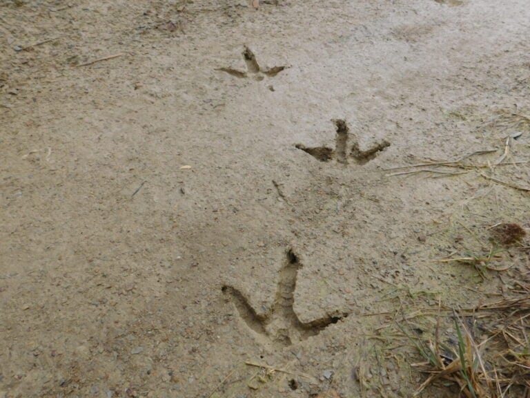 How Well Do You Know These Animal Tracks? - A-Z Animals