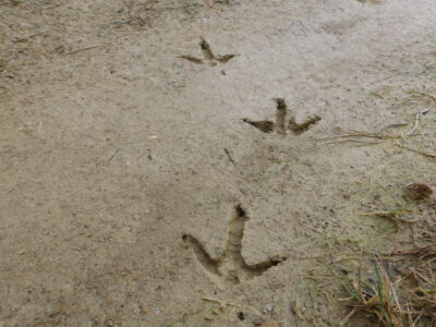 Turkey Tracks: Identification Guide for Snow, Mud, and More - A-Z Animals