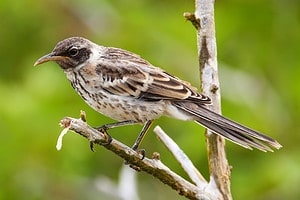 Discover the World of Mockingbirds: Exploring the Different Types and ...
