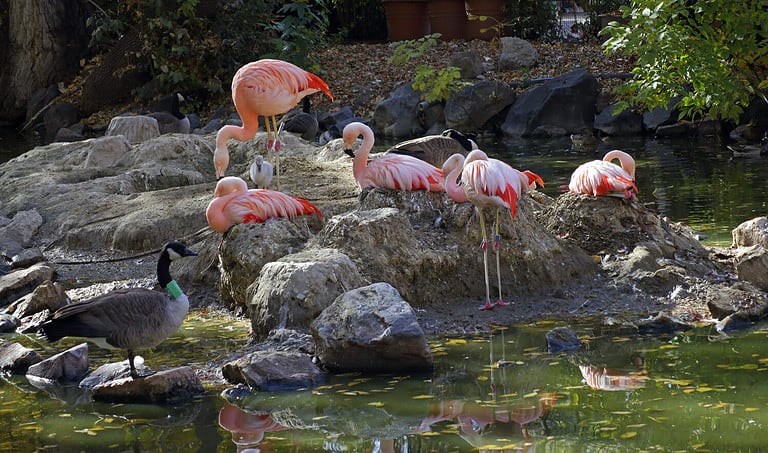 25 Facts That Make Flamingos Earth's Coolest Bird - A-Z Animals Slideshows