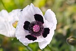 15 Gorgeous Flowers That Symbolize Forgiveness - A-Z Animals