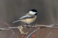Discover the Official State Bird of Maine - A-Z Animals