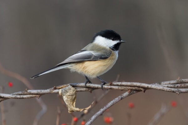 Discover the 12 Official State Animals of Massachusetts - A-Z Animals