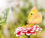 Discover the Official California State Insect (It Lives Nowhere Else ...