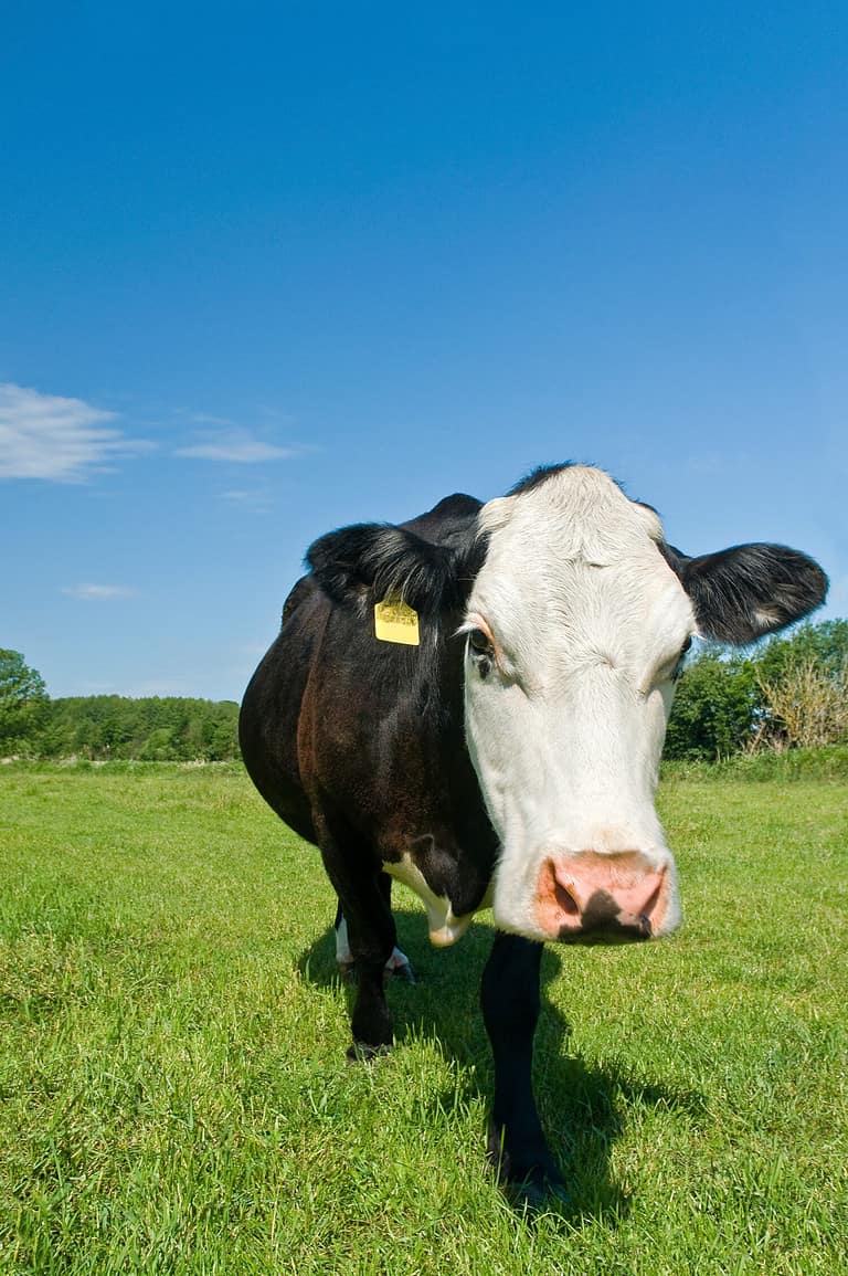 The Strangest Emotional Support Animals That People Actually Have - A-Z ...