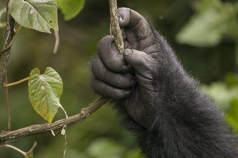 Opposable - A-Z Animals