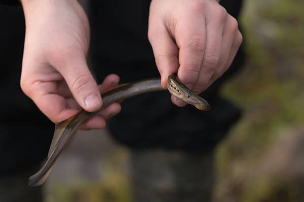 Discover 10 Invasive Species in Ohio - A-Z Animals