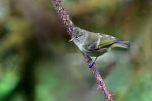 Discover The Many Types of Tit Birds and Their Unique Traits - A-Z Animals