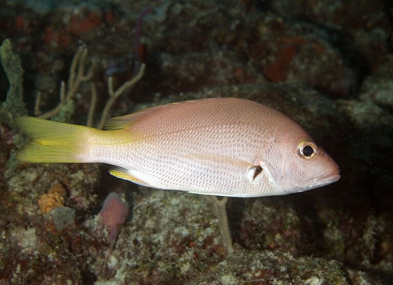13 Different Types of Snapper Fish Ranked by Size - A-Z Animals