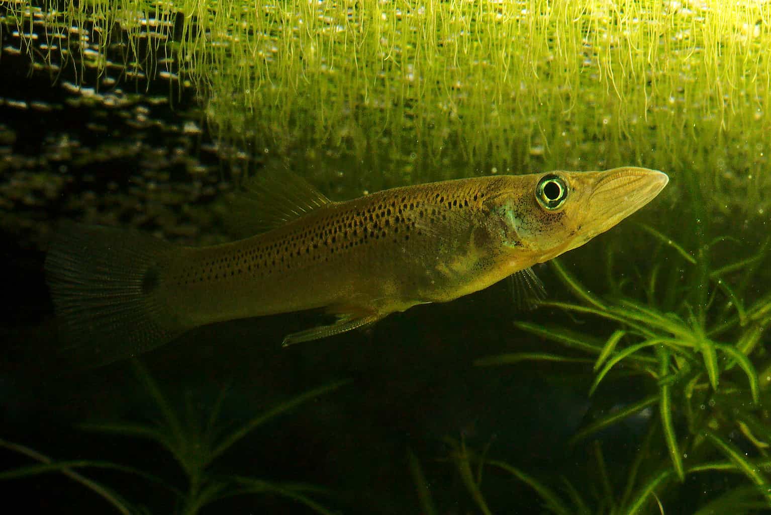 Discover 10 Invasive Fish Found in Florida Waters