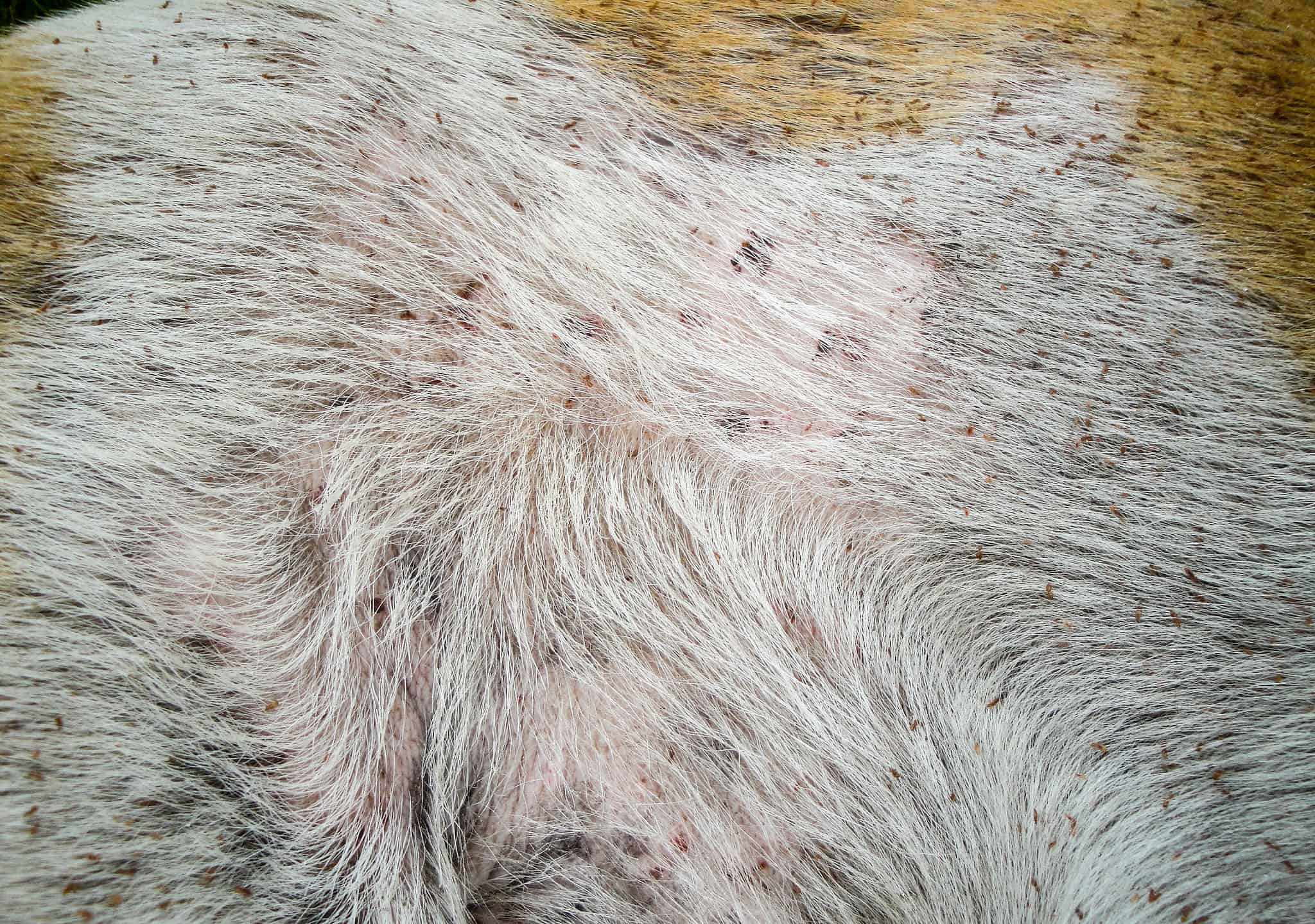 Can Dogs Get Lice? - A-Z Animals