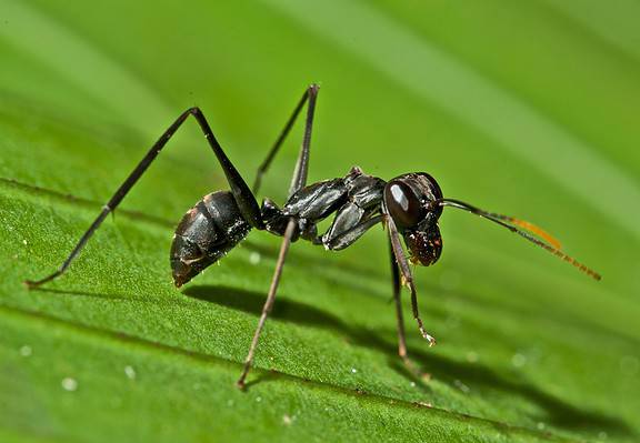 Yes, Some Ants Can Swim! Facts About Those That Can and Cannot - A-Z ...