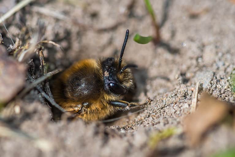 How to Instantly Get Rid of Ground Bees - A-Z Animals