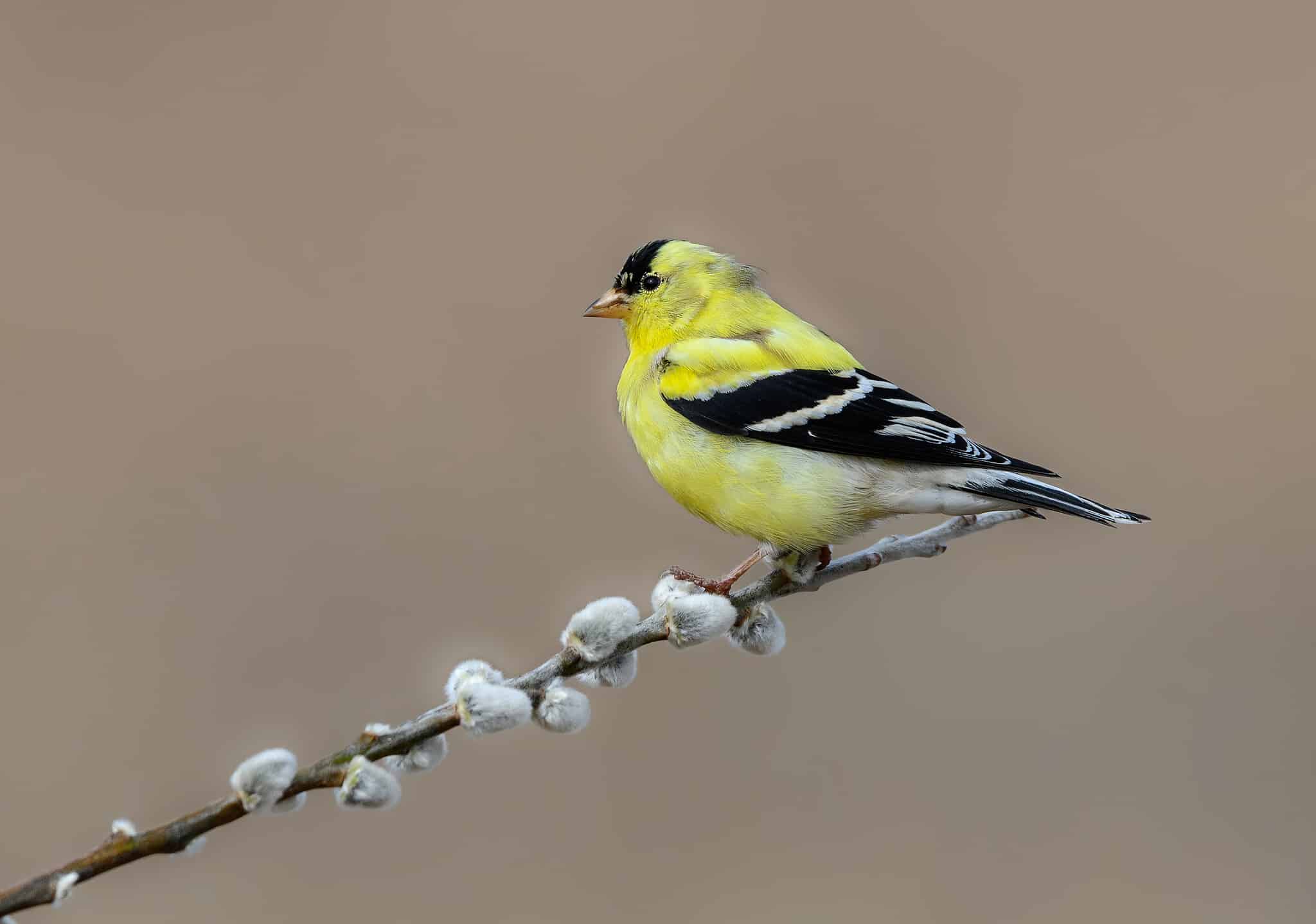 Discover the 8 Official State Animals of Washington State - A-Z Animals