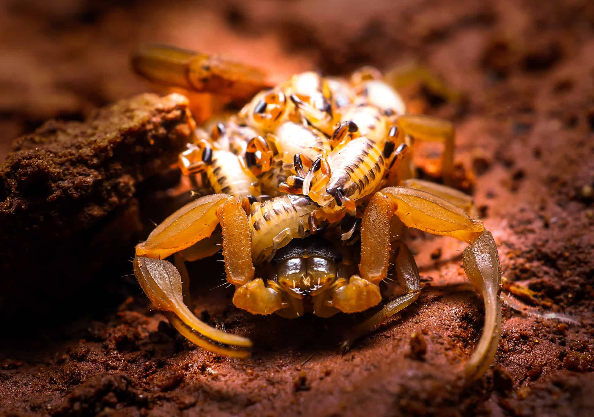 Scorpions in Arkansas: Where They Live and When They Sting
