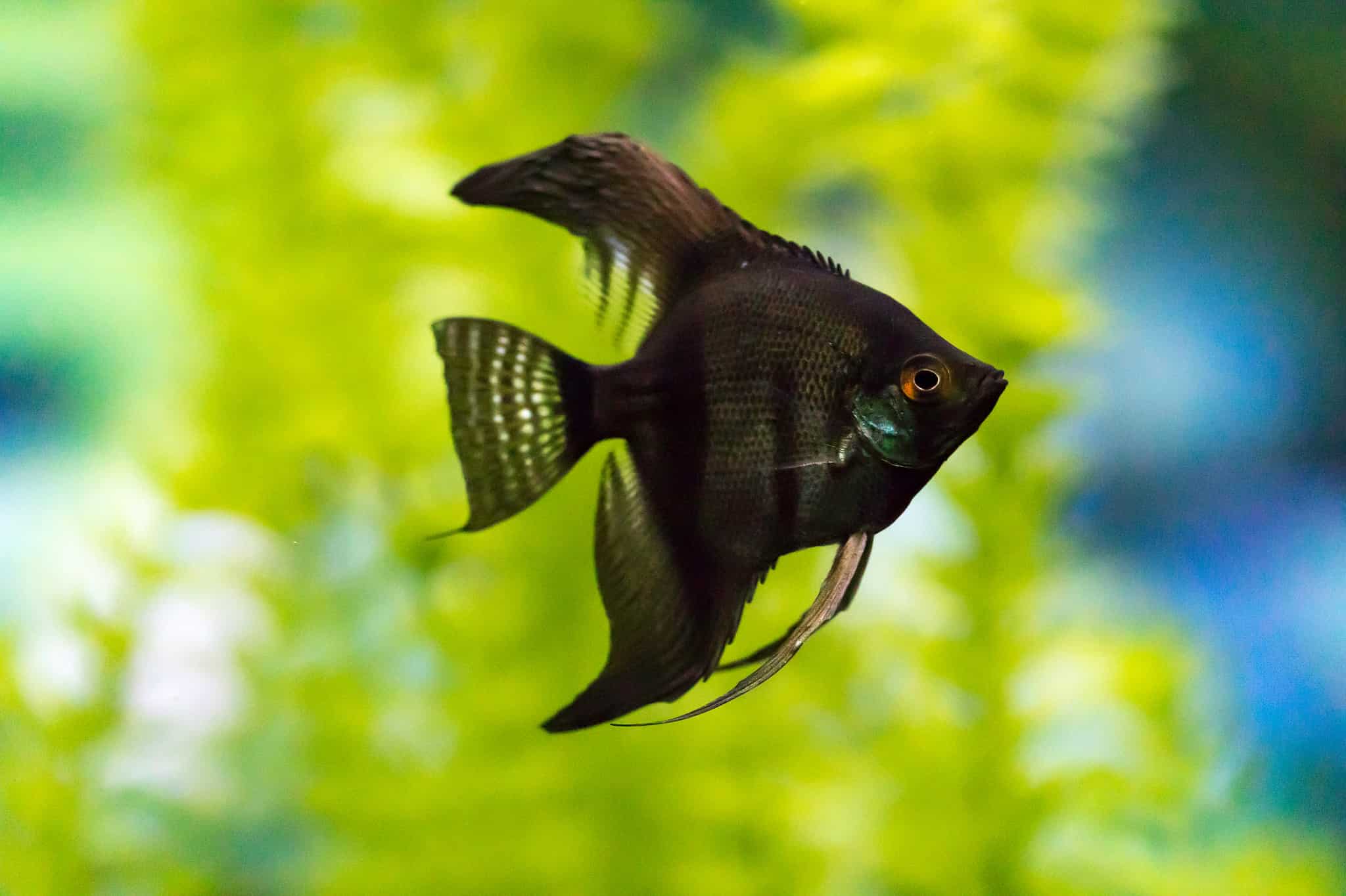 Angelfish Prices 2024: Purchase Cost, Supplies, Food, and More! - A-Z ...