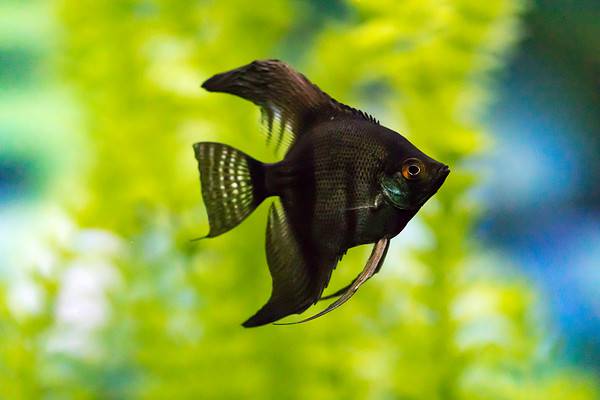 Angelfish Prices 2024: Purchase Cost, Supplies, Food, and More! - A-Z ...