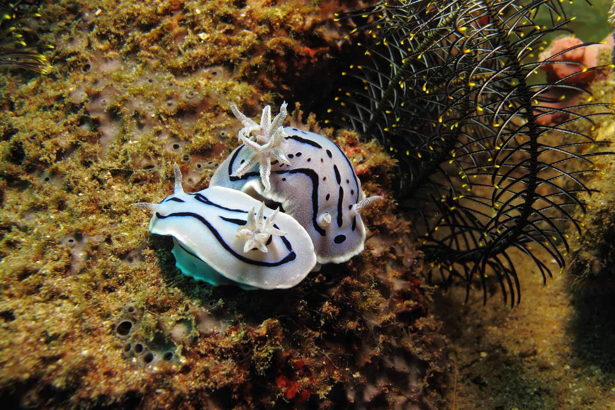 Chromodoris Willani Animal Facts - Chromodoris willani - A-Z Animals
